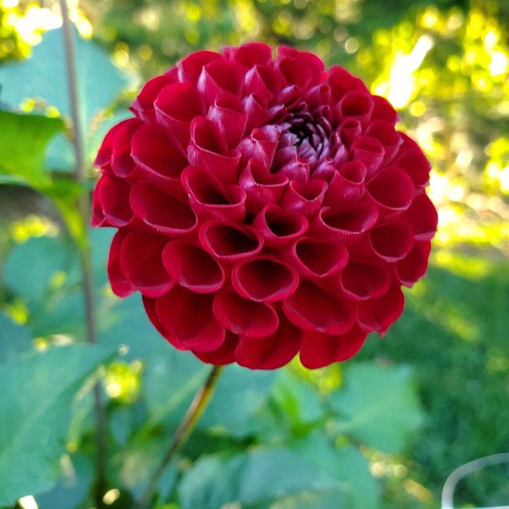 Bloomquist Paul Jr – Kitsap Dahlia Society