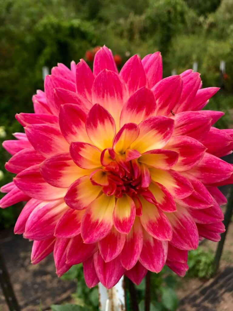Magic Sunrise – Kitsap Dahlia Society