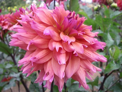 Sonic Bloom – Kitsap Dahlia Society