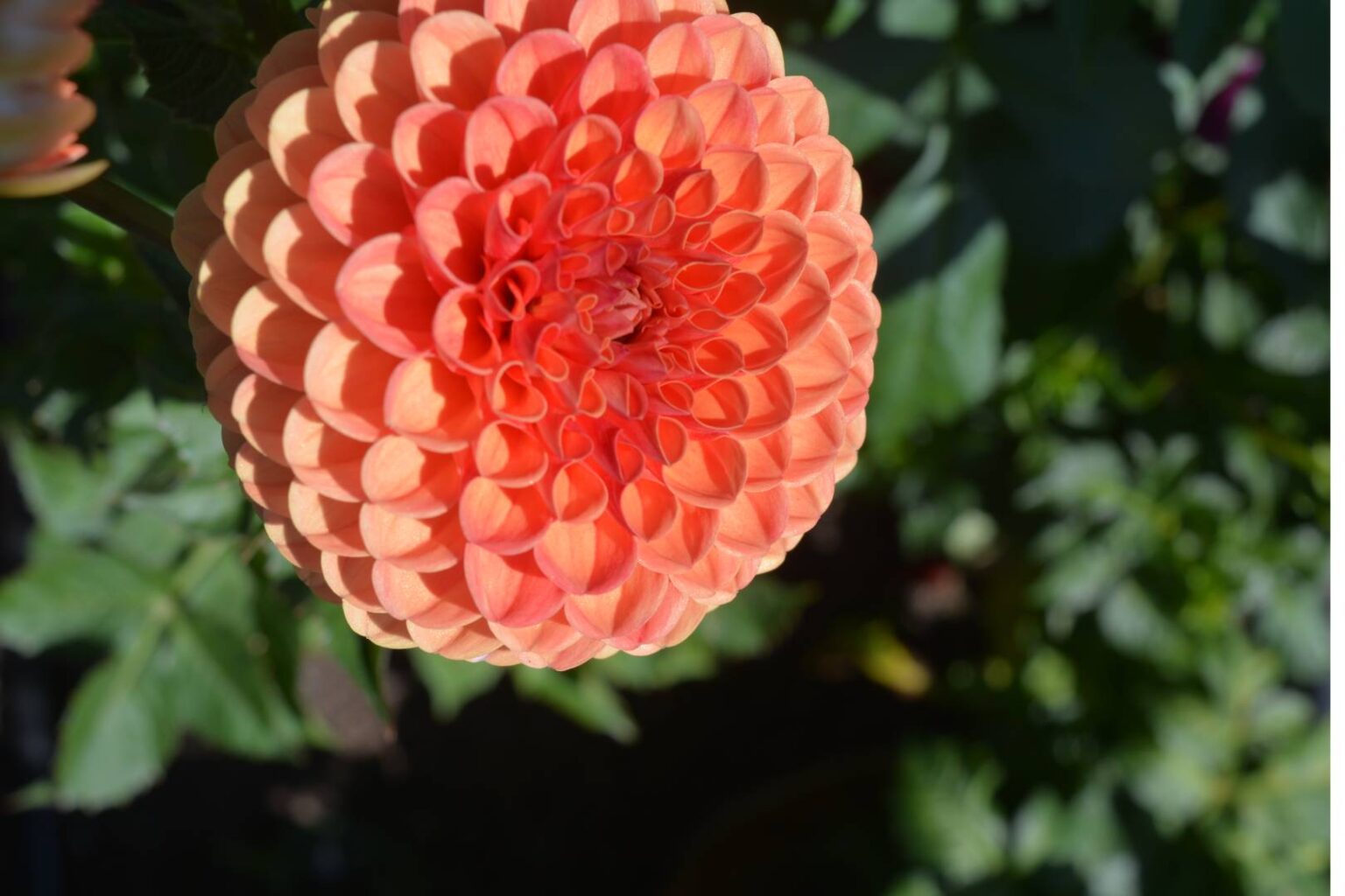 Valley Rust Bucket – Kitsap Dahlia Society