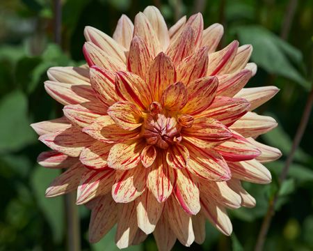 Awe Shucks – Kitsap Dahlia Society