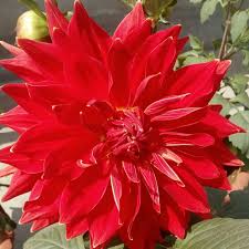 Bryn Terfel – Kitsap Dahlia Society