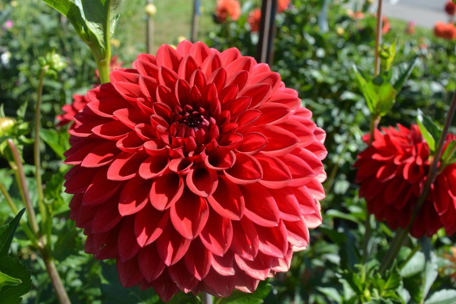 Sheval Megan – Kitsap Dahlia Society