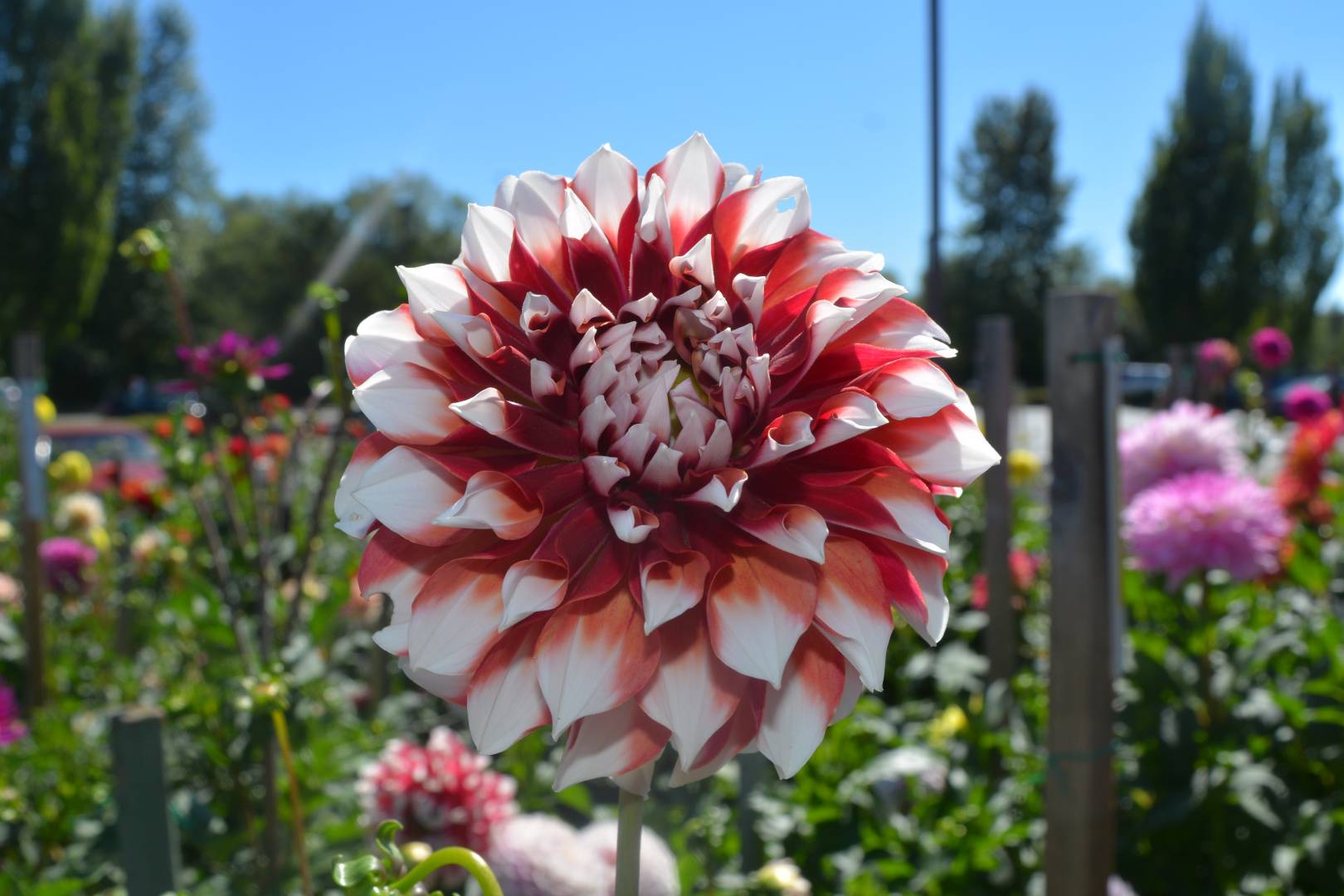 Sungate’s Raleigh – Kitsap Dahlia Society