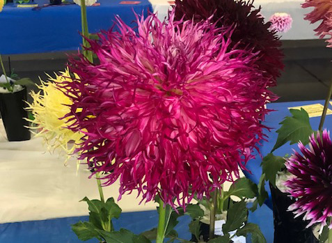 Bloomquist Bea – Kitsap Dahlia Society