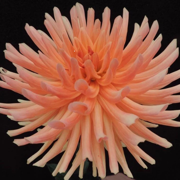 Bloomquist Butch G – Kitsap Dahlia Society