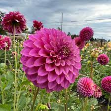 Bloomquist Ruby – Kitsap Dahlia Society