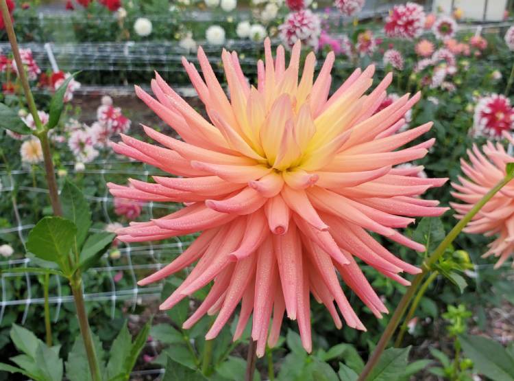 Hollyhill Peachy Keen – Kitsap Dahlia Society