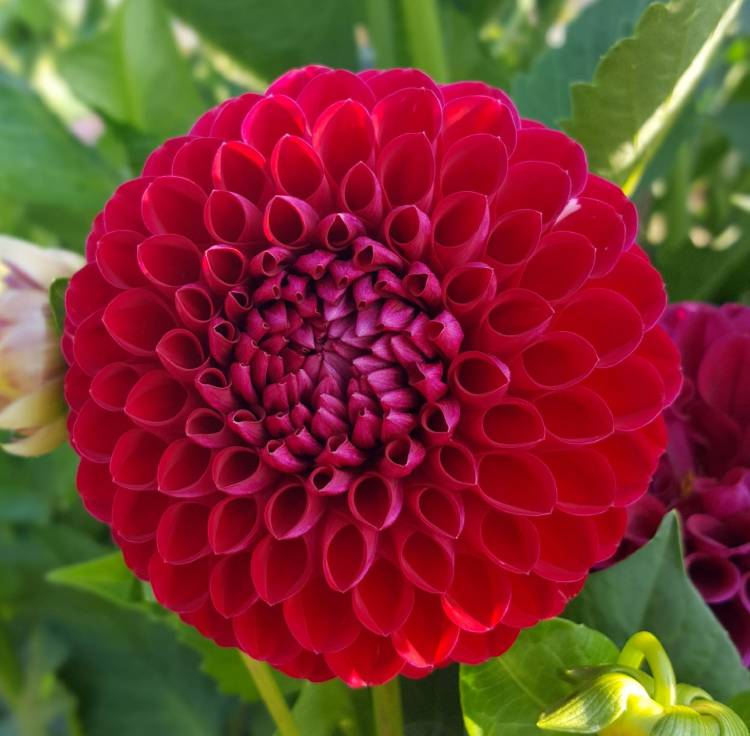 Ken’s Choice – Kitsap Dahlia Society