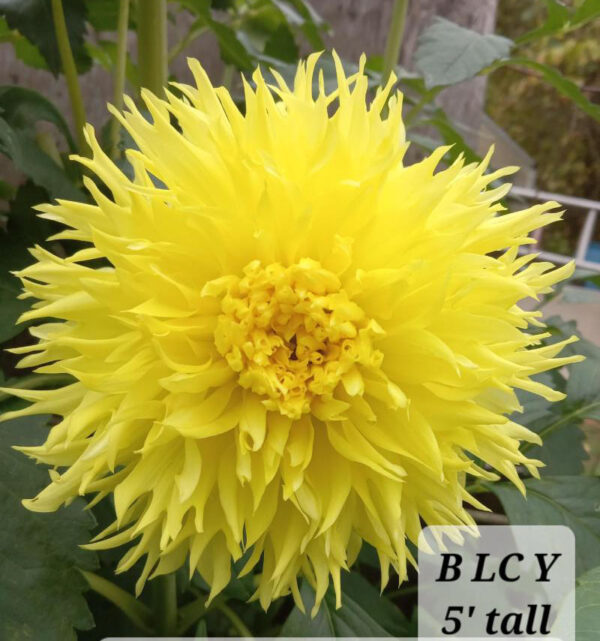 AC Chicken Ranch – Kitsap Dahlia Society