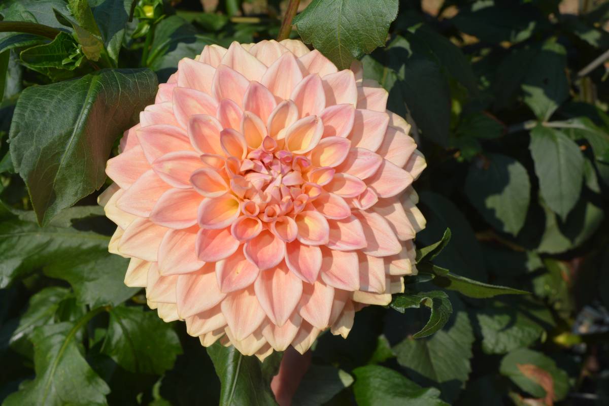 Bloomquist Alan – Kitsap Dahlia Society