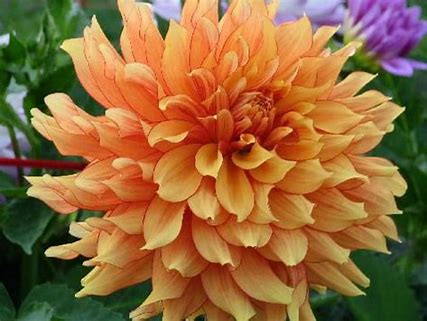 Mary P – Kitsap Dahlia Society