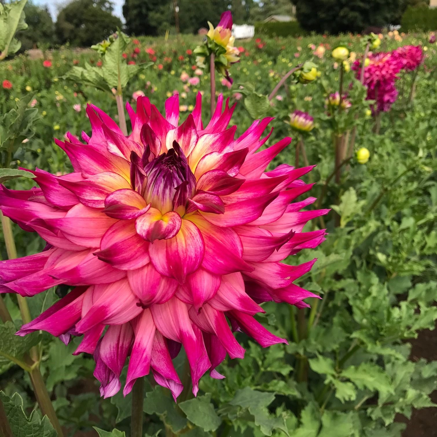 Spoiled Rotten – Kitsap Dahlia Society